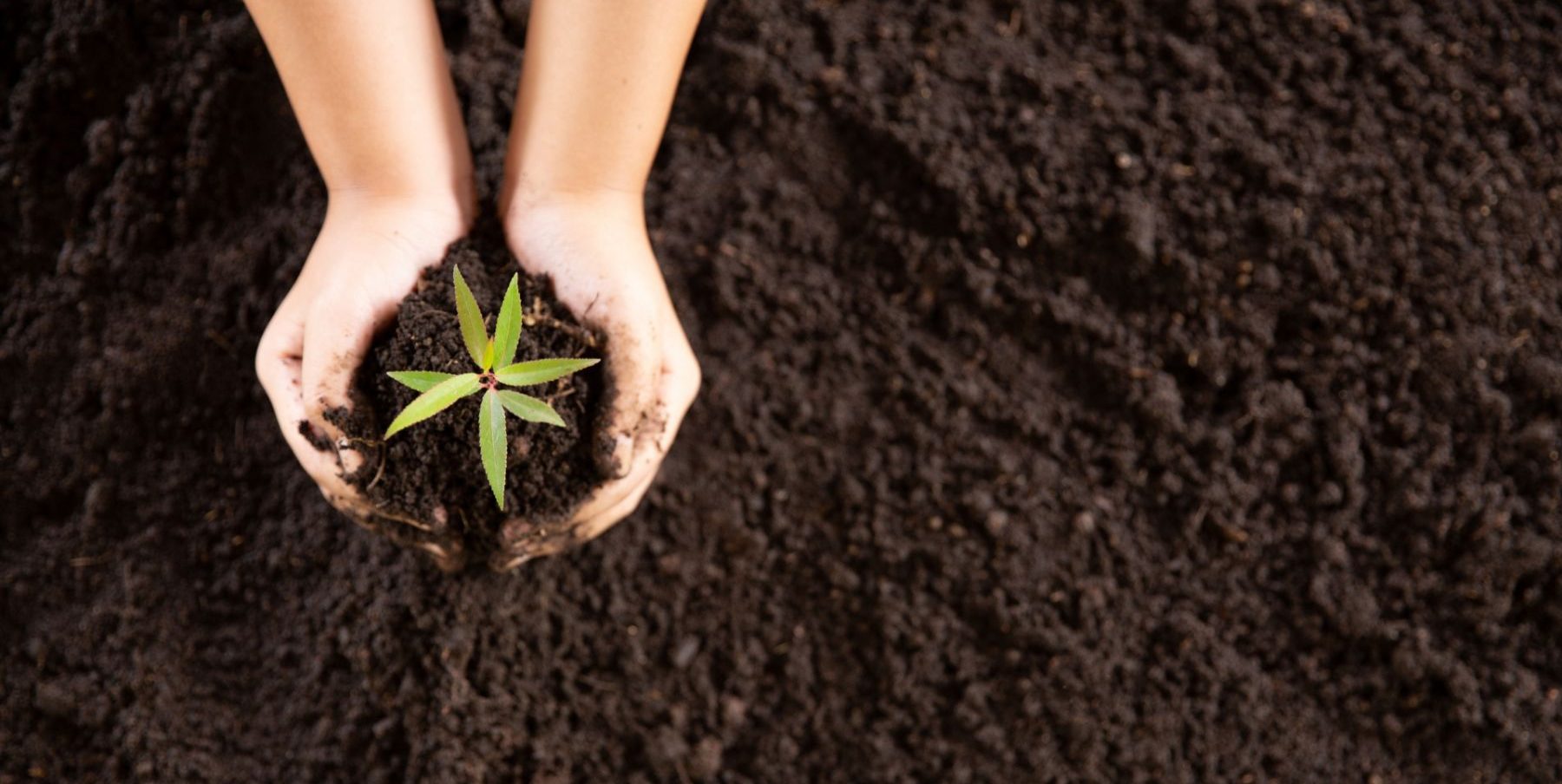 semear | Paz Church | Goiânia